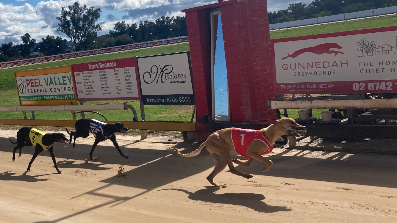 Gunnedah - NSW GBOTA - NSW Greyhound Breeders