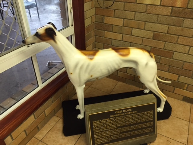 Chief Havoc - NSW GBOTA - NSW Greyhound Breeders Owners