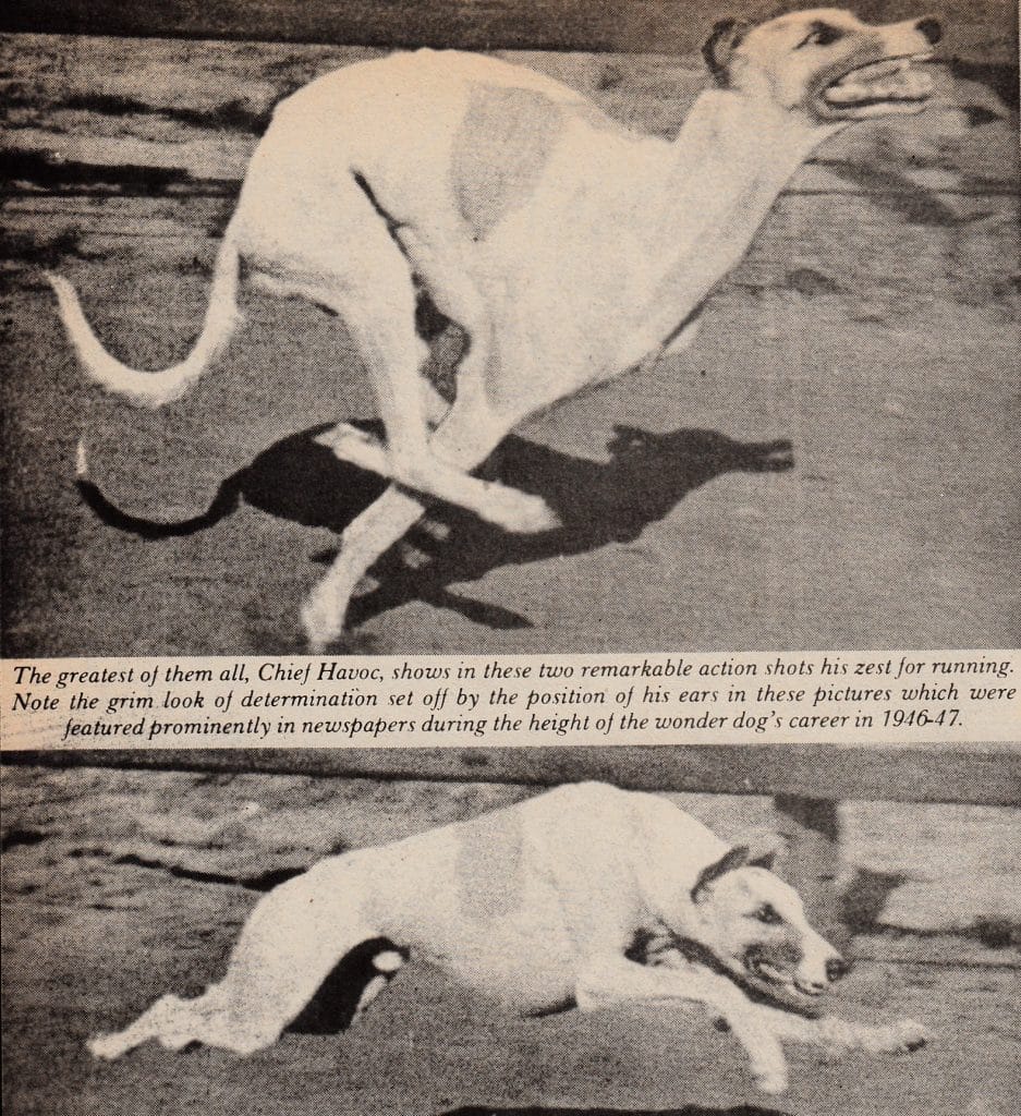 Chief Havoc - NSW GBOTA - NSW Greyhound Breeders Owners