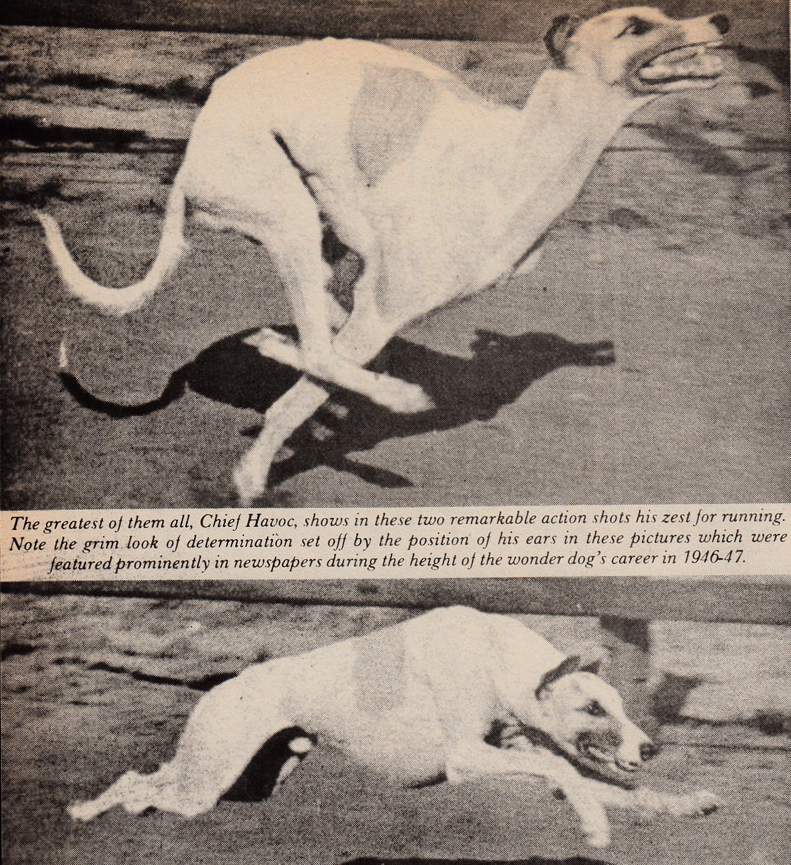 Chief Havoc - NSW GBOTA - NSW Greyhound Breeders Owners