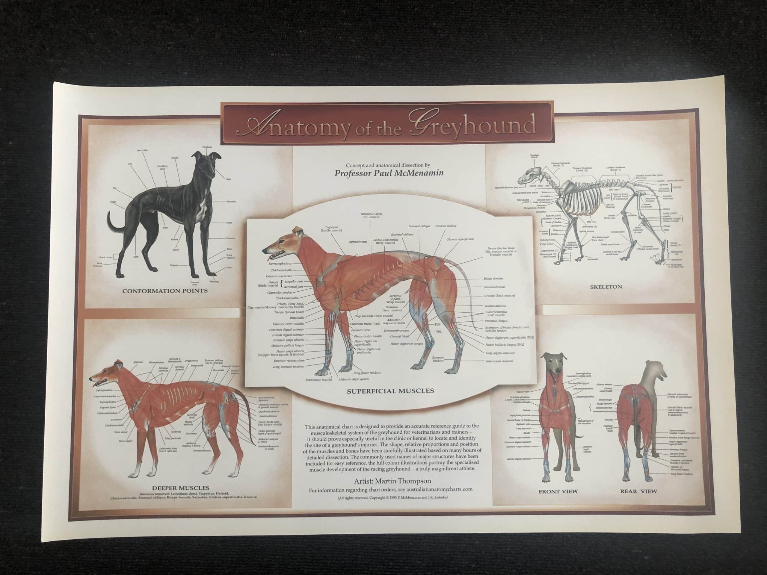 Anatomy Of The Greyhound - Poster - NSW GBOTA - Greyhound Breeders ...