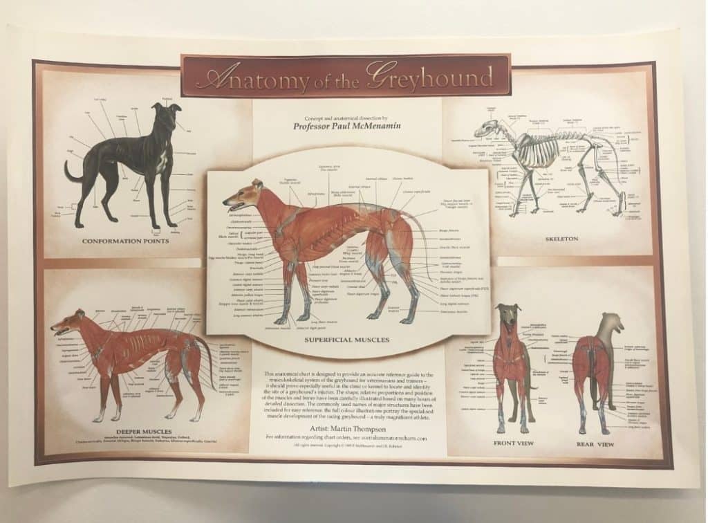 Anatomy Of The Greyhound - Poster - NSW GBOTA - Greyhound Breeders ...