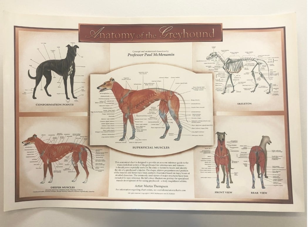 Anatomy Of The Greyhound - Poster - NSW GBOTA - Greyhound Breeders ...