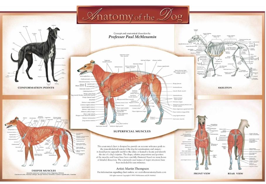 Anatomy Of The Greyhound - Poster - NSW GBOTA - Greyhound Breeders ...